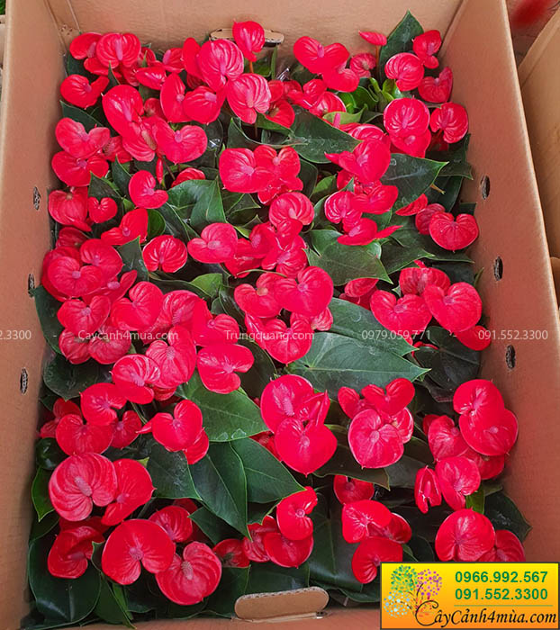 Cây hồng môn - Tiểu hồng môn